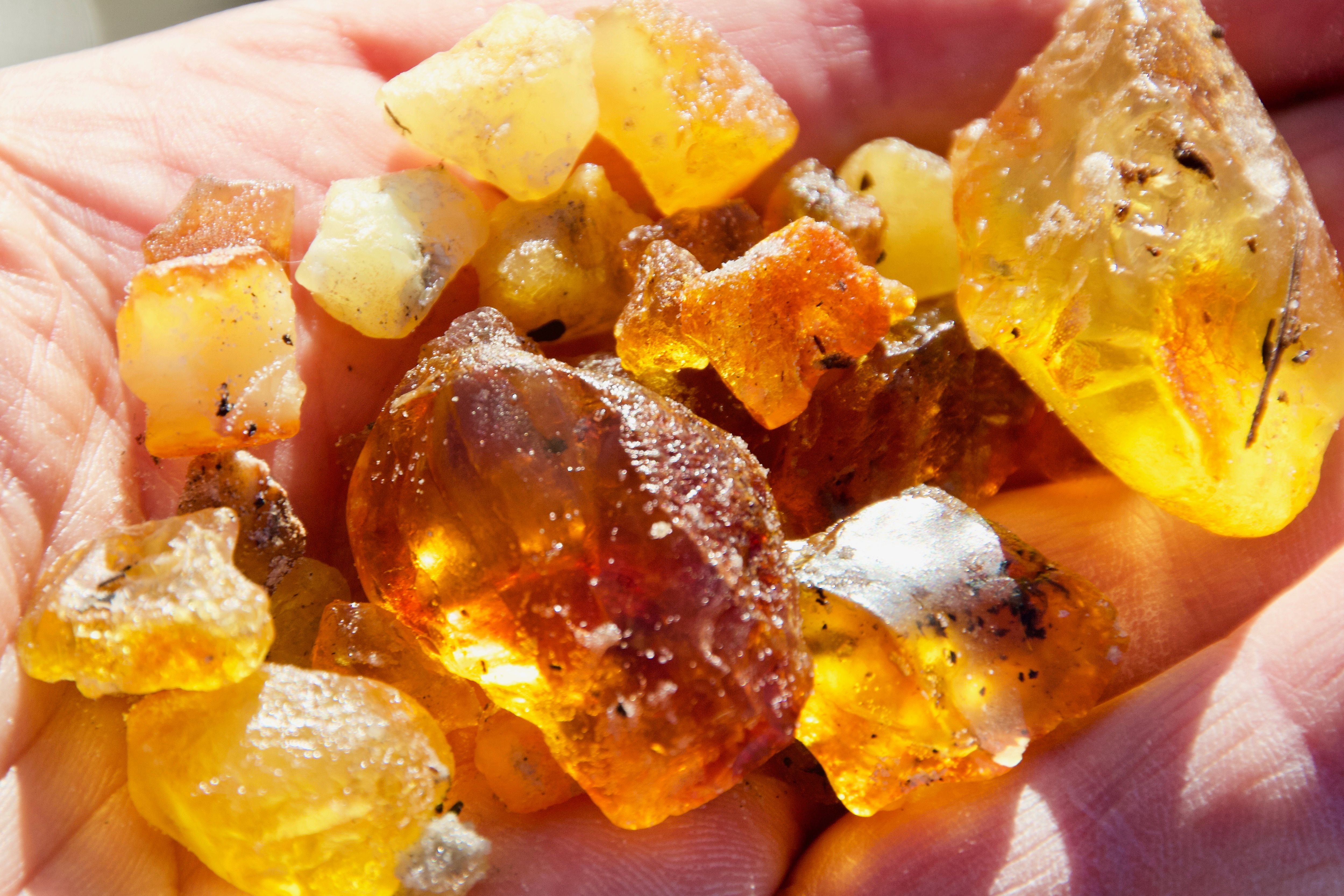 Nordseetourismus: Workshop: Strandfunde bestimmen und Bernsteinschleifen